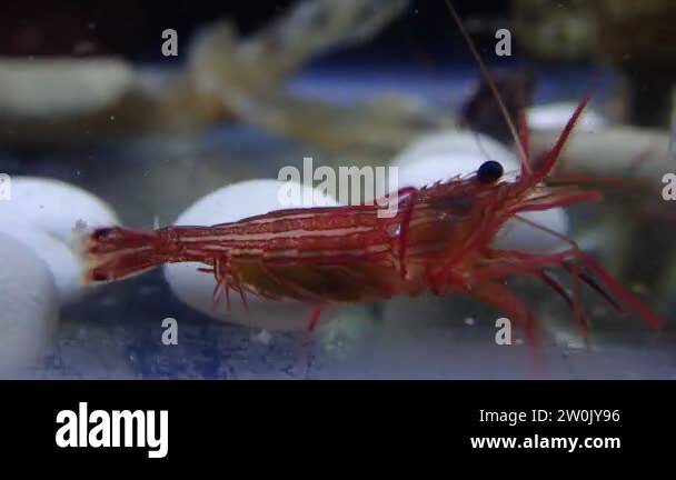 Red peppermint shrimp lysmata Stock Videos & Footage - HD and 4K Video ...