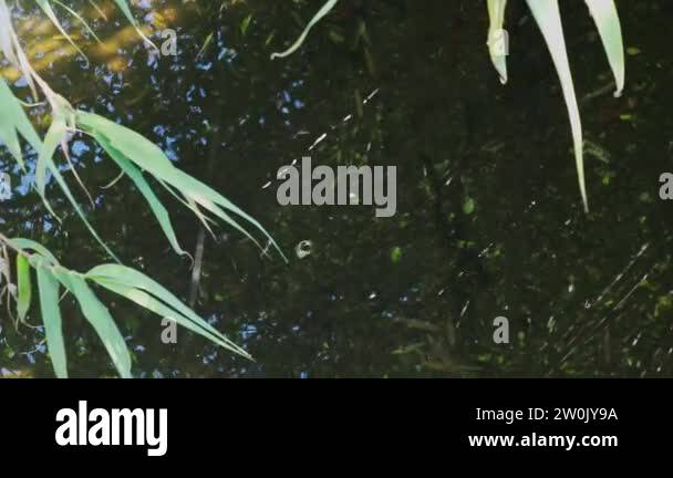 Pond, close-up, top view of the clear water, through the leaves of ...