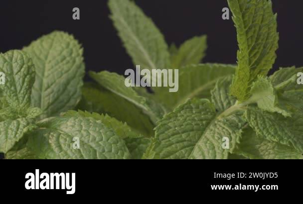 Spearmint plant Stock Videos & Footage - HD and 4K Video Clips - Alamy