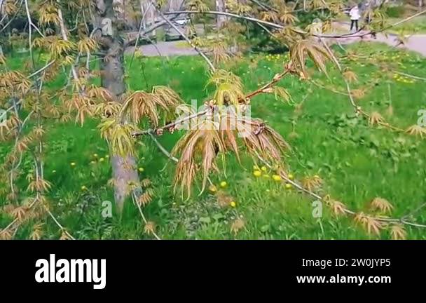 Spring maple leaf Stock Videos & Footage - HD and 4K Video Clips - Alamy