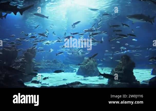 Beautiful fish oceanarium, deep underwater world panoramic view ...
