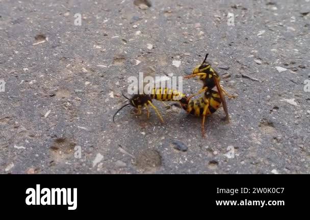 Reproduction of wasps Stock Videos & Footage - HD and 4K Video Clips ...