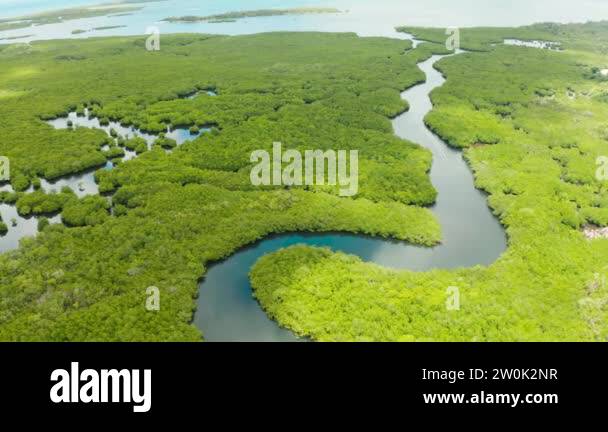 Mangroves with rivers in the Philippines. Tropical landscape with ...