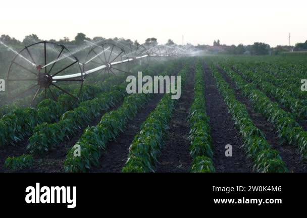 Irrigation System Watering Crops on Farm Field. Agricultural Irrigation ...