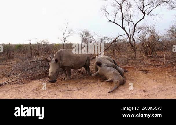 Young Southern white rhinoceros crying his dead mother in Kruger ...