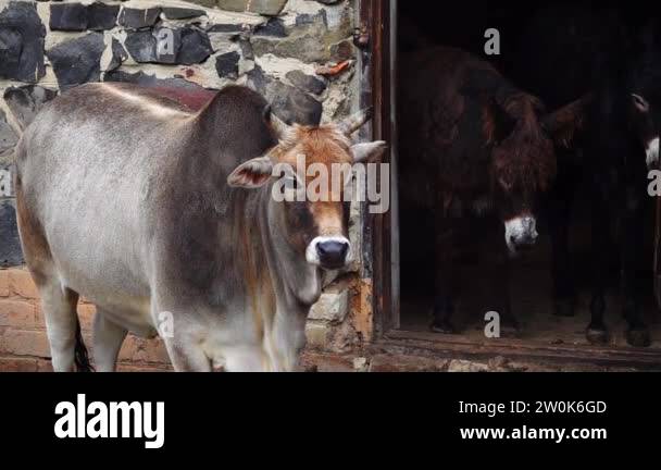 Cattle and donkeys at a farm Stock Videos & Footage - HD and 4K Video ...