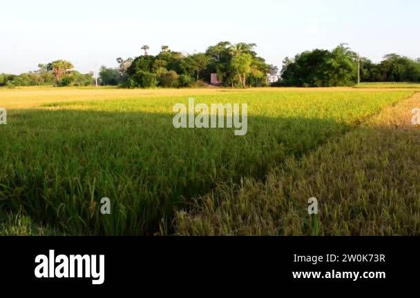 The most beautiful video footage of rural India where the golden light ...