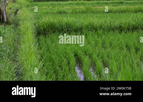 background view new green field healthy rice in summer. business ...