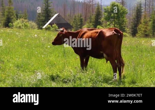 Pasture on Baltic sea shore. Cow closeup on meadow, tagged owners ...