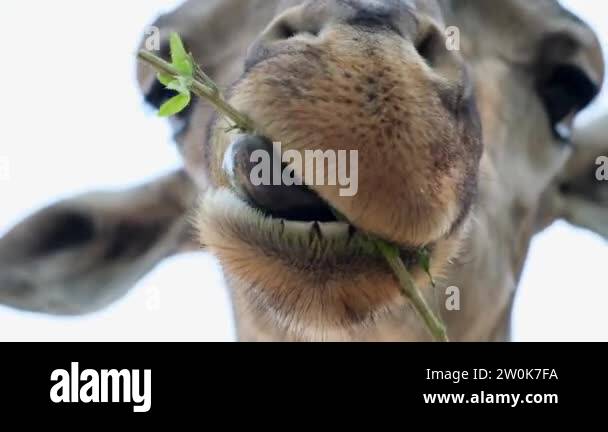 Chewing zoo animals Stock Videos & Footage - HD and 4K Video Clips - Alamy