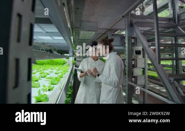 Modern vertical farming system and its employees taking care of plants ...