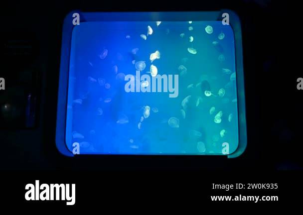 Close-up Jellyfish, Medusa in fish tank with neon light. Jellyfish is ...