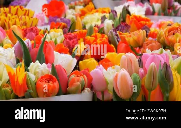 Tulip symbol of holland Stock Videos & Footage - HD and 4K Video Clips ...