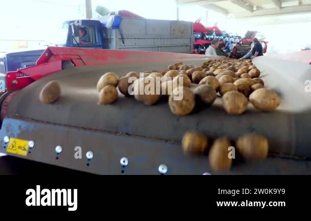 How to plant potato in ukraine Stock Videos & Footage - HD and 4K Video ...