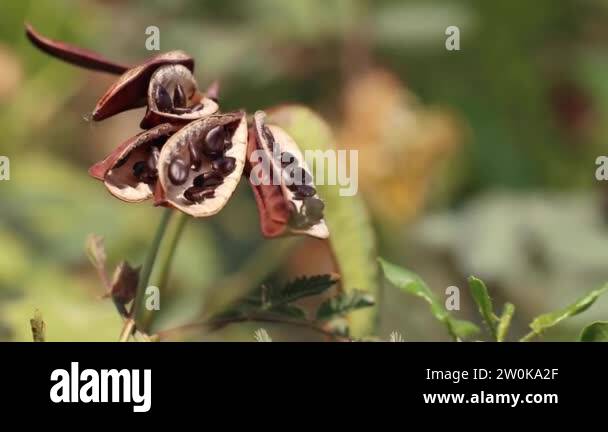 Culinary and medicinal herb plants. Ripe pods and seeds with sensitive ...
