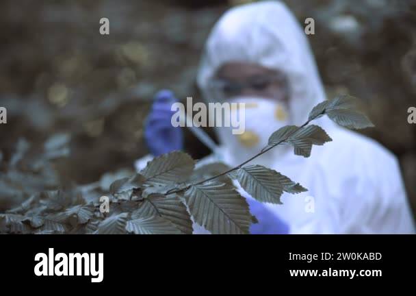 Scientist examining tree leaf reaction dripping liquid radioactive ...