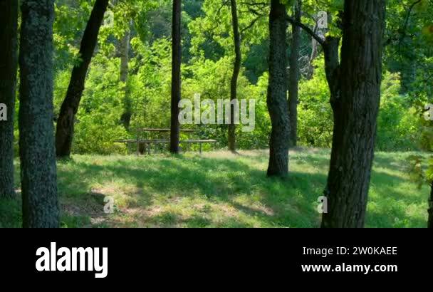 Nature. Walk through forest path, plants around. First person view ...