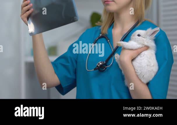 Vet looking at x-ray, holding rabbit patient, diagnosis of injury ...
