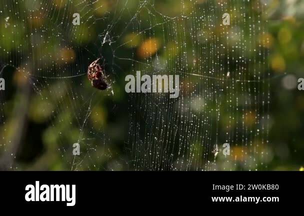 Web in dew drops.Spider in the morning sun.Web weaving.The process of ...