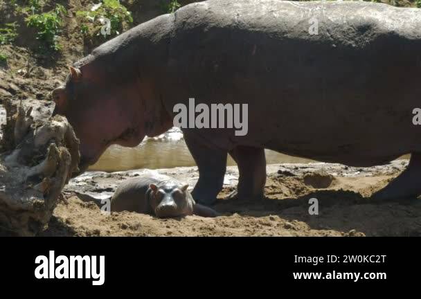 Hippo beach Stock Videos & Footage - HD and 4K Video Clips - Alamy