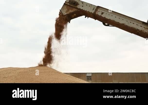 Demonstration of a steady stream of wheat grain from a combine or ...
