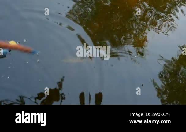 Water hide Stock Videos & Footage - HD and 4K Video Clips - Alamy