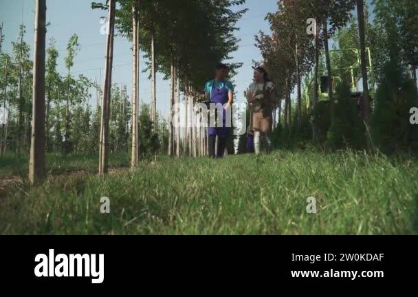 People pick up cutted branches in the garden. Woman picks up branches ...