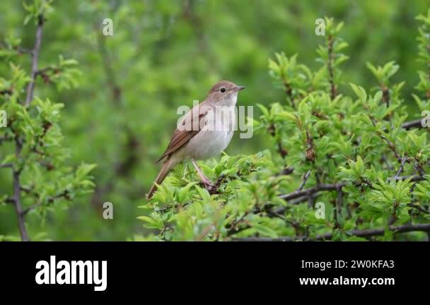 Singing nightingale bird.The common nightingale or simply nightingale ...