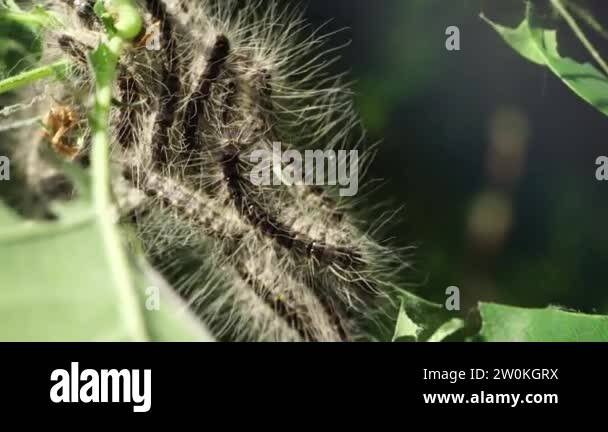Toxic caterpillar infestation plagues. Nest oak processionary ...