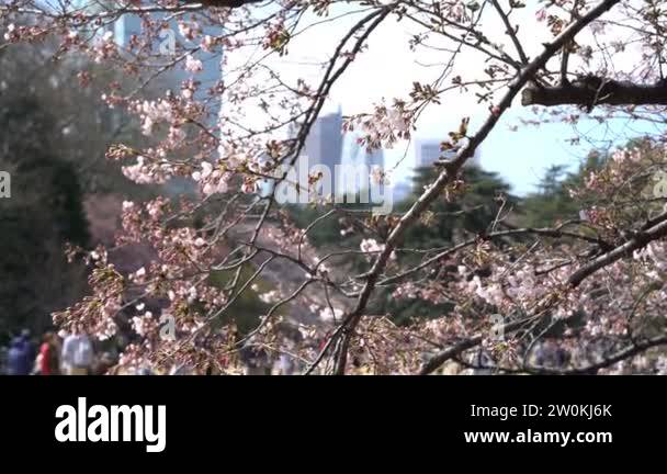 4k b-roll cinematic footage of Tokyo National Park during spring cherry ...