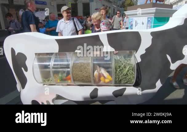 Cow models Stock Videos & Footage - HD and 4K Video Clips - Alamy