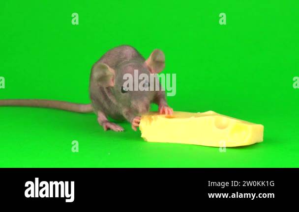 Rat dumbo sphinx eating cheese on green screen background Stock Video ...