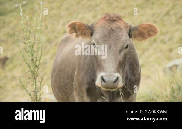 Light brown cow close Stock Videos & Footage - HD and 4K Video Clips ...