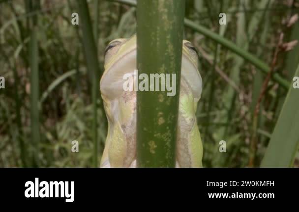 Portrait of Tree frog hiding behind a green stem on a reed background ...