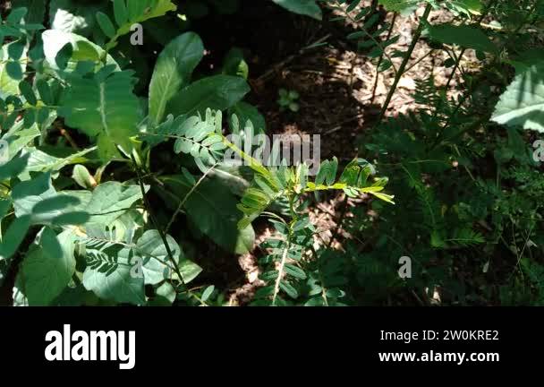 Phyllanthus urinaria (meniran, chamber bitter, gripeweed, shatterstone ...