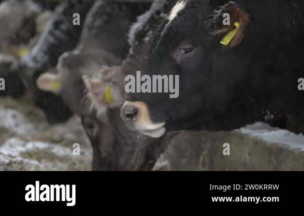 Cattle, many black cows standing inside corral, cattle-pen, eating hay ...