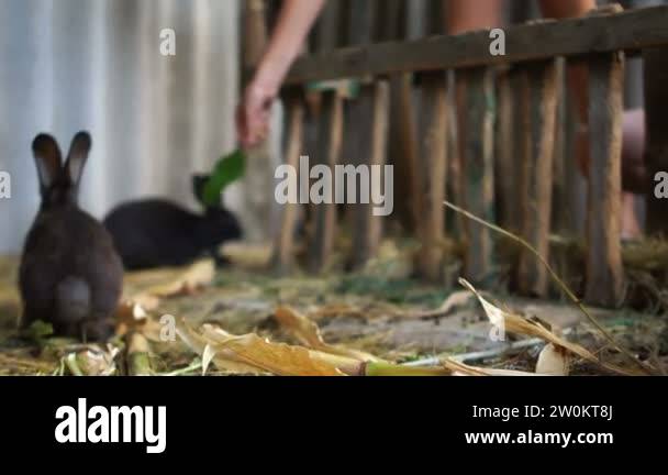 An adult black rabbit eats green foliage from a branch while sitting in ...