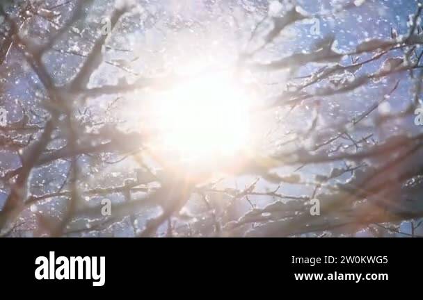 Snow trees and sun Stock Videos & Footage - HD and 4K Video Clips - Alamy