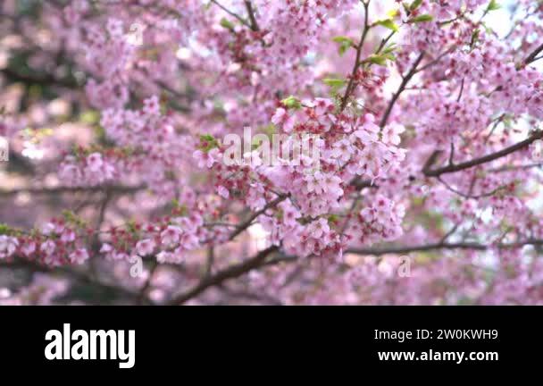 4k b-roll cinematic footage of Tokyo National Park during spring cherry ...