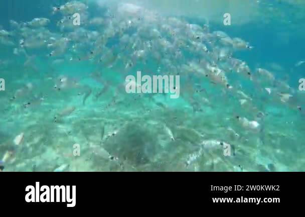 Sea bream fish school biting food, swimming fast, underwater shot in ...
