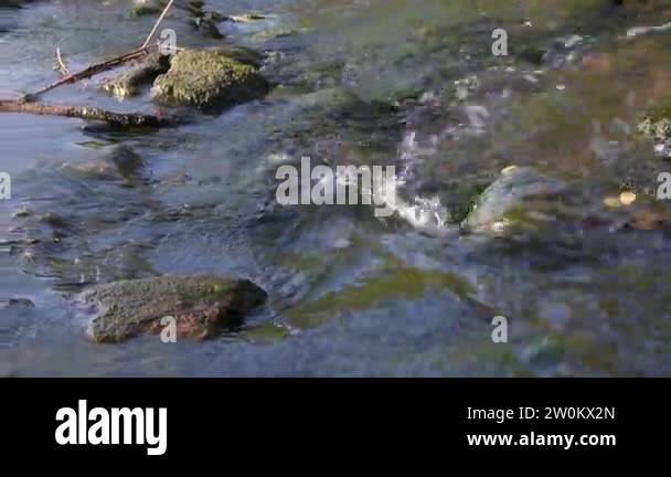 Lacustrine environment Stock Videos & Footage - HD and 4K Video Clips ...