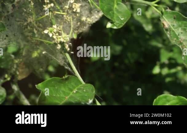 Nest oak processionary caterpillar in an oak tree.Toxic caterpillar ...