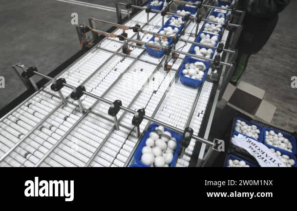 Mushroom production. Production line packs containers with mushrooms ...