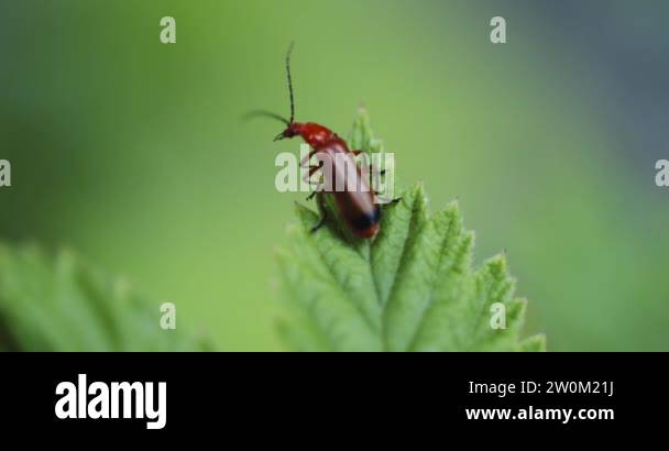 Red garden beetle Stock Videos & Footage - HD and 4K Video Clips - Alamy