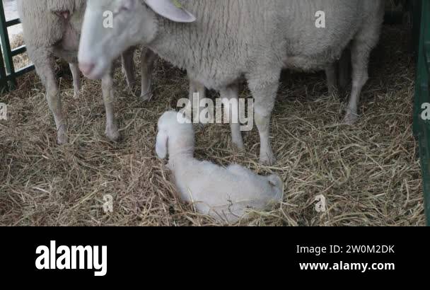 Ewe with one lamb Stock Videos & Footage - HD and 4K Video Clips - Alamy