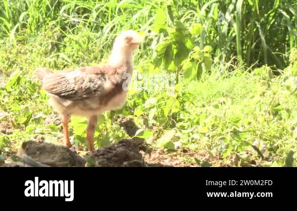 Bright yellow chicken buff Stock Videos & Footage - HD and 4K Video ...
