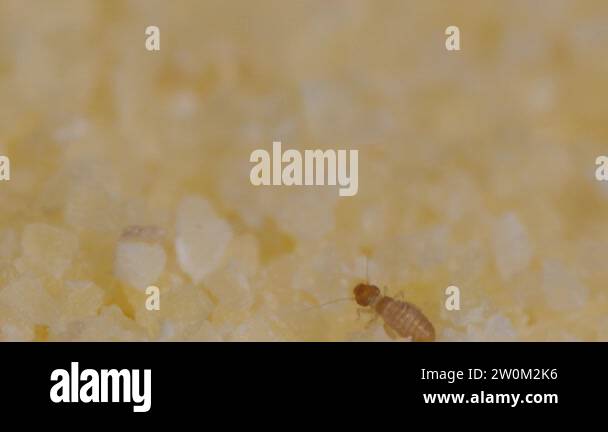 Tiny beetles in semolina. Macro footage with insects in food Stock ...
