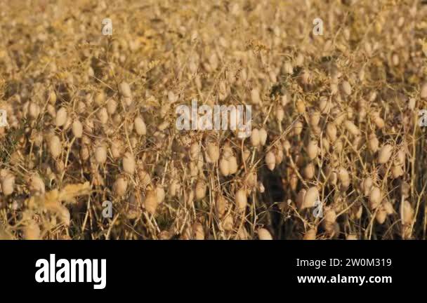 Field beans Stock Videos & Footage - HD and 4K Video Clips - Alamy