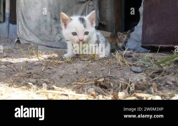 Cannot roar or purr Stock Videos & Footage - HD and 4K Video Clips - Alamy