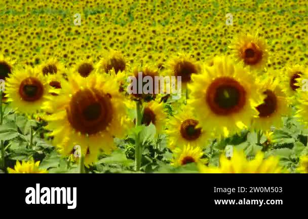 Field common sunflowers helianthus Stock Videos & Footage - HD and 4K Video Clips - Alamy